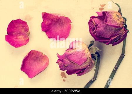 The withered fallen petal of a pink flower lying on the ground and ...