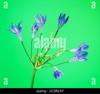 Brodiaea Blue Flower Stock Photo - Alamy
