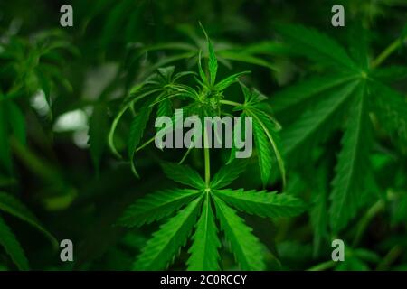 A close-up shot of cannabis growing in a garden Stock Photo - Alamy