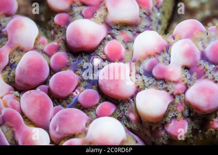 Warty Sea Star, Echinaster callosus, night dive, Barracuda Rock dive ...