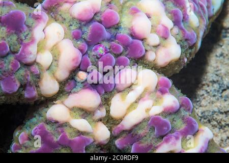 Warty Sea Star, Echinaster callosus, night dive, Barracuda Rock dive ...