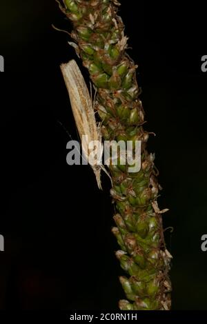 small Grey moth sitting on a concrete wall Stock Photo - Alamy