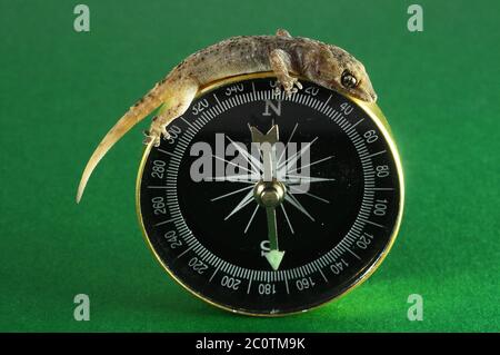 Gecko Lizard and Compass Stock Photo - Alamy