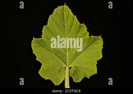 Pumpkin (Cucurbita maxima). Leaf Closeup Stock Photo - Alamy