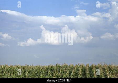 green field in late autumn with forest in background and broken clouds ...