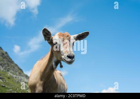Cute goat against blue sky Stock Photo - Alamy