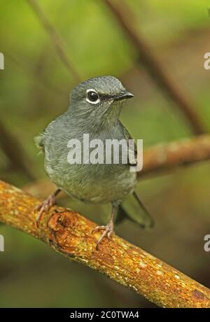 Slate-colored Solitaire (Myadestes unicolor) adult perched on branch ...