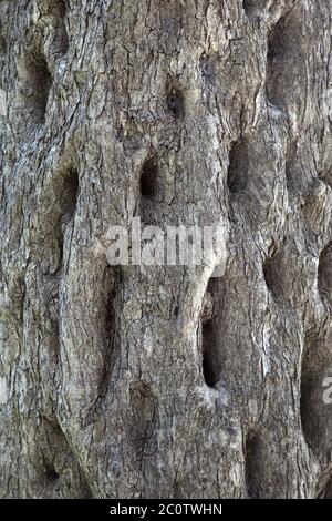 Texture of old grey bumpy tree bark Stock Photo - Alamy