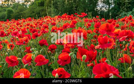 Poppies and wildflowers at Plock Court, planted by the University of ...