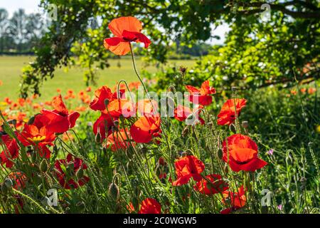 Poppies and wildflowers at Plock Court, planted by the University of ...