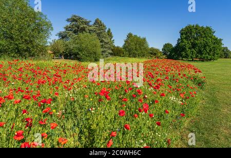 Poppies and wildflowers at Plock Court, planted by the University of ...