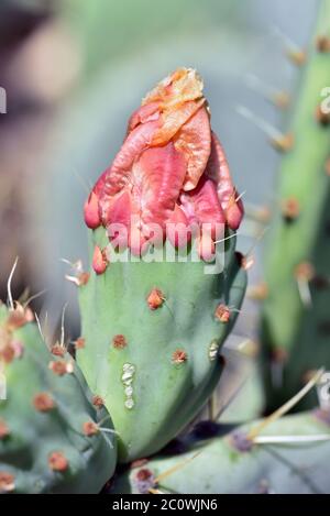 bud of cactus in detail Stock Photo - Alamy