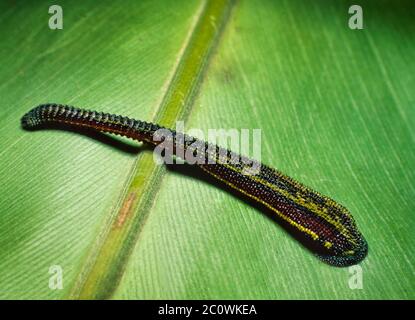 Tiger/ Painted Leech (Haemadipsa picta) Pahang Malaysia Stock Photo - Alamy