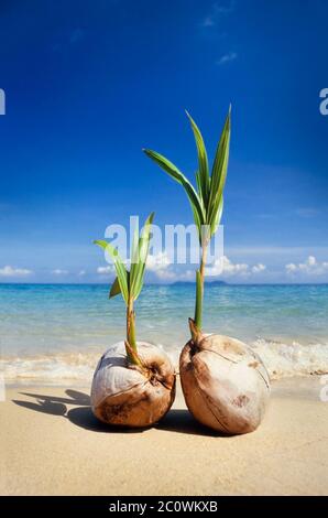 Germinating coconuts on a tropical island beach Stock Photo - Alamy