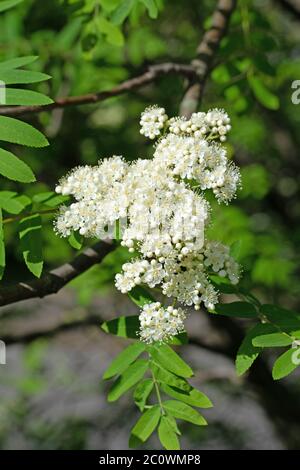 The leaves and blossoms of the mountain ash tree close up Stock Photo ...
