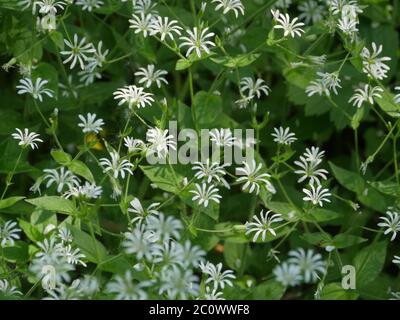 white flowers blooming stellate flower, medicinal plant used in ...