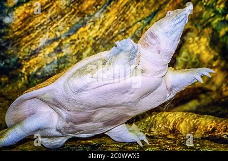 Indian Flapshell Turtle (Lissemys punctata) adult, sun-warming, head ...