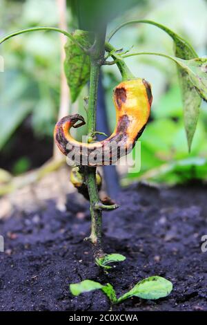 Agriculture - Crop disease, bell peppers, Phytophthora Wilt ...