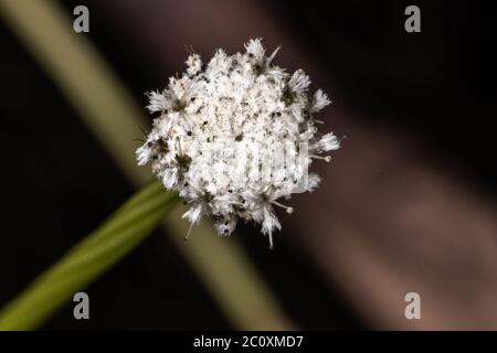 Flattened Pipewort (Eriocaulon compressum Stock Photo - Alamy