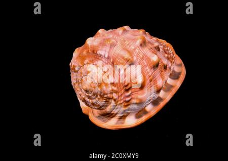 Orange Conch Sea Shell Stock Photo - Alamy