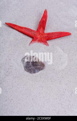 Red starfish and shells on a sand background Stock Photo - Alamy