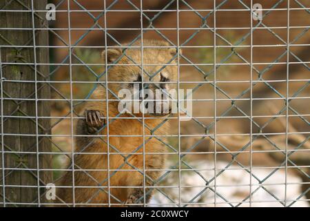 Coati behind bars Stock Photo - Alamy