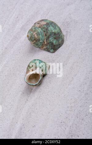 Shells on a black sand background with open space Stock Photo - Alamy