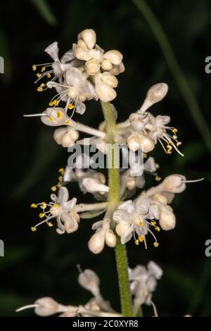 Yabumyoga (Pollia japonica Stock Photo - Alamy
