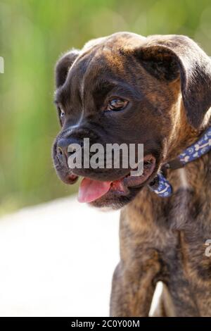 Photo of a cute brown boxer dog Stock Photo - Alamy
