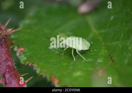 larva of green stink bug Stock Photo - Alamy