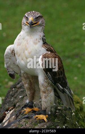 King Rough-legged Buzzard Stock Photo - Alamy