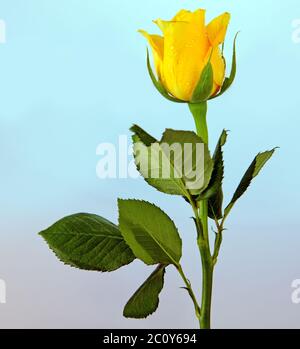Yellow single rose Stock Photo - Alamy
