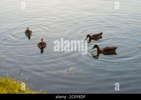 four ducks swimming and feeding in the lake Stock Photo - Alamy