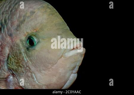 Portrait of the Vieja fish Stock Photo - Alamy