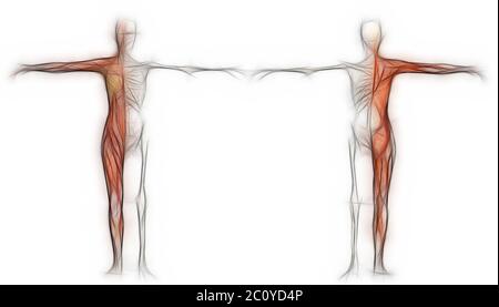Female muscles and skeleton Stock Photo - Alamy