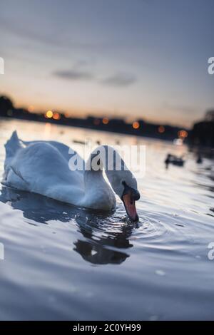 Swan in the lake during magic summer sunset Stock Photo - Alamy