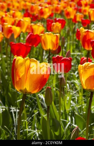 Closeup of an arrangement of beautiful orange tulips variety Ad Rem ...