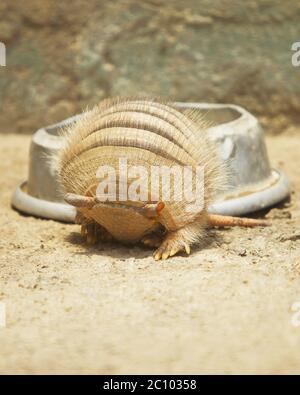 Young nine-banded armadillo (Dasypus novemcinctus) close up Stock Photo ...