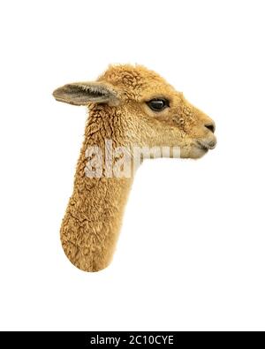 Vicuña isolated on white background, concept of wild animals of the ...