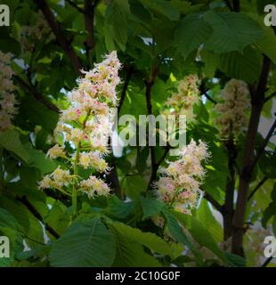 Thick white flowers on a tree with green fresh leaves in the field. A ...