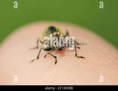 weevil is crawling on a hand Stock Photo - Alamy