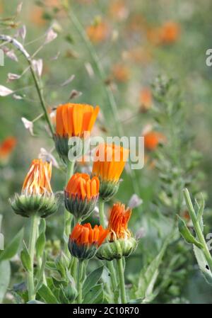Marigold flowers in the meadow in the sunlight Stock Photo - Alamy