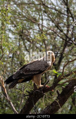 Eagle feasting on its prey Stock Photo - Alamy
