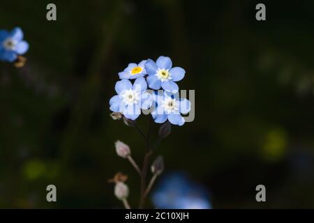 Scorpion grass blue flowers blooming Stock Photo - Alamy