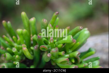 Crassula ovata gollum. Succulent plant in a bonsai style Stock Photo ...