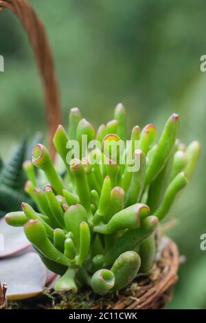 Crassula ovata gollum succulent plant top view Stock Photo - Alamy