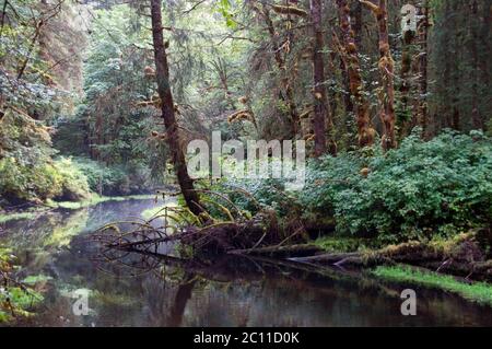 The Martin River, flowing through the lush coastal temperate Great Bear ...