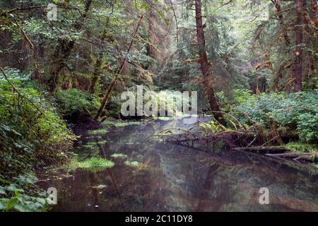 The Martin River, flowing through the lush coastal temperate Great Bear ...