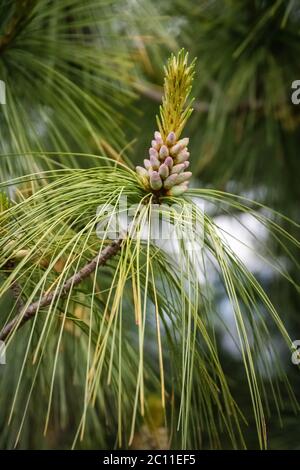 Pine tree detail Stock Photo - Alamy
