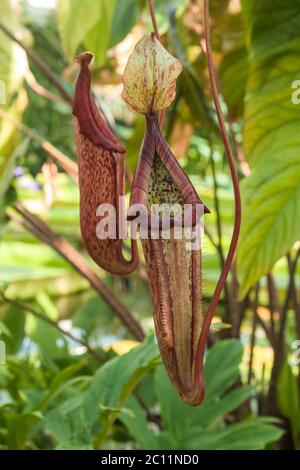 Raffles Pitcher plant (Nepenthes rafflesiana), leaves, Malaysia, Borneo ...